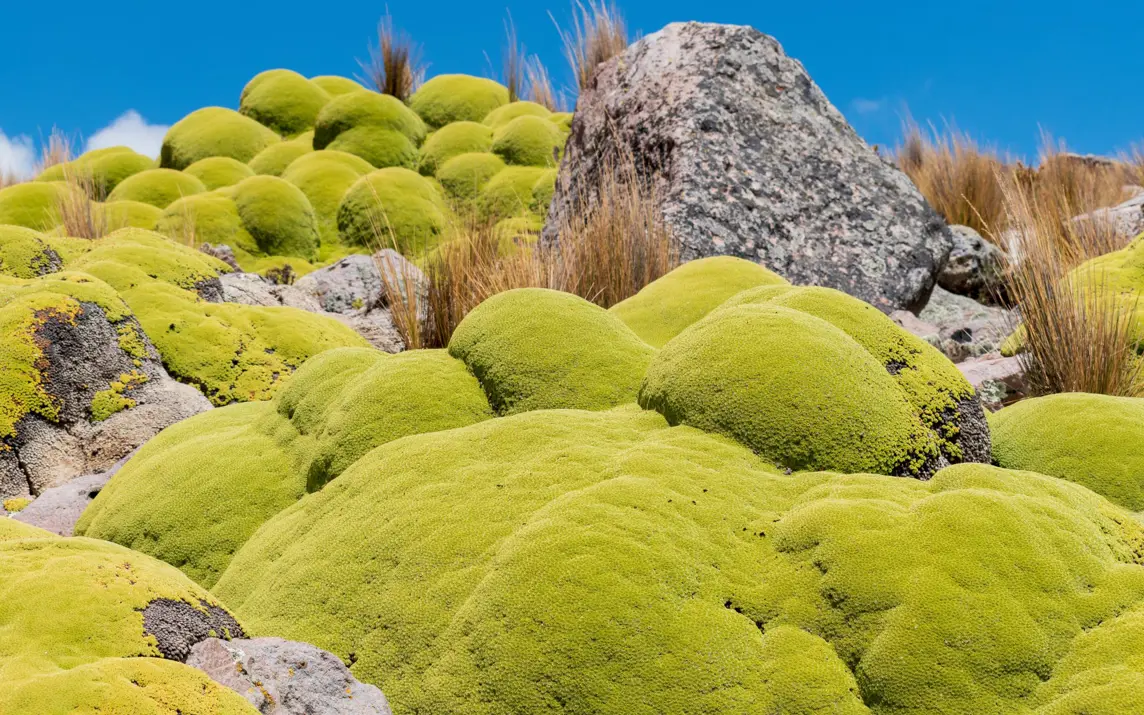 ML Engraving: the surface gurus